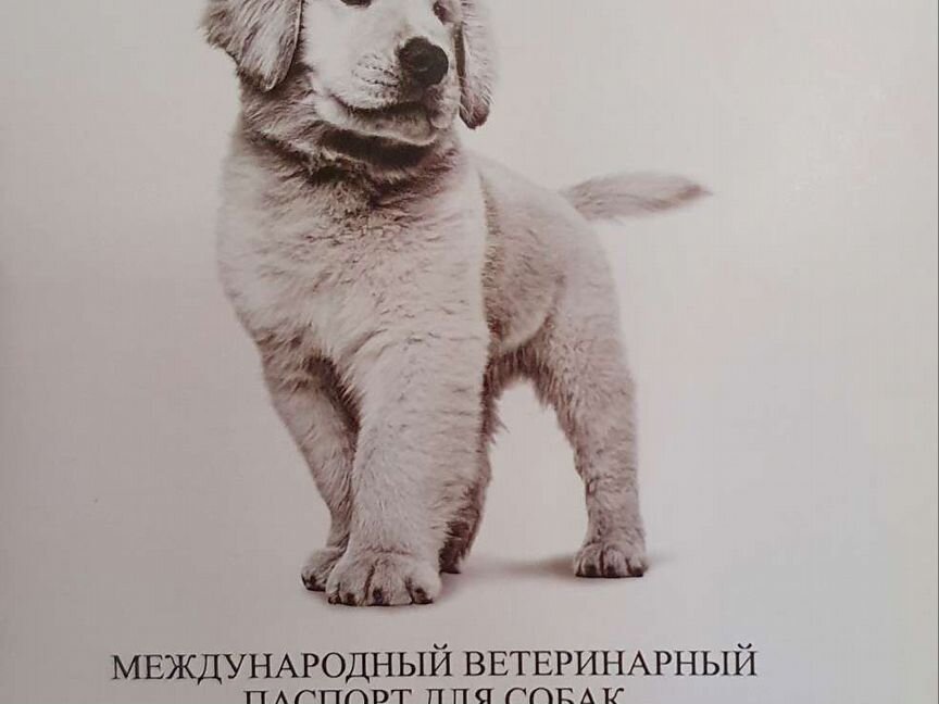 Ветеринарный паспорт