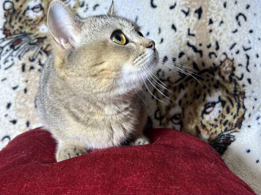 Милейшие котики