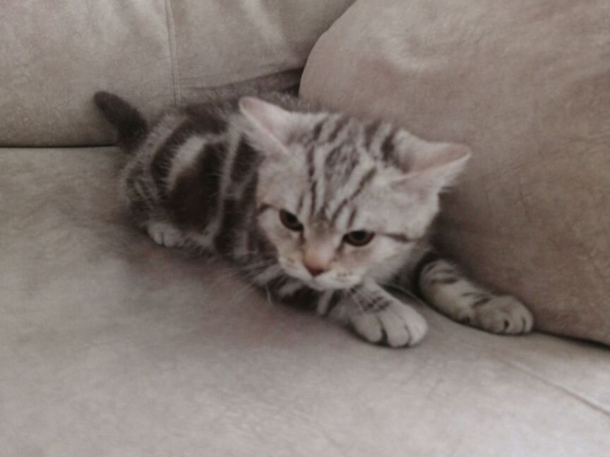 Продам котенка породистого