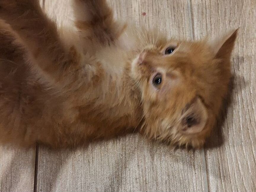 Рыжий котик бежевый котенок