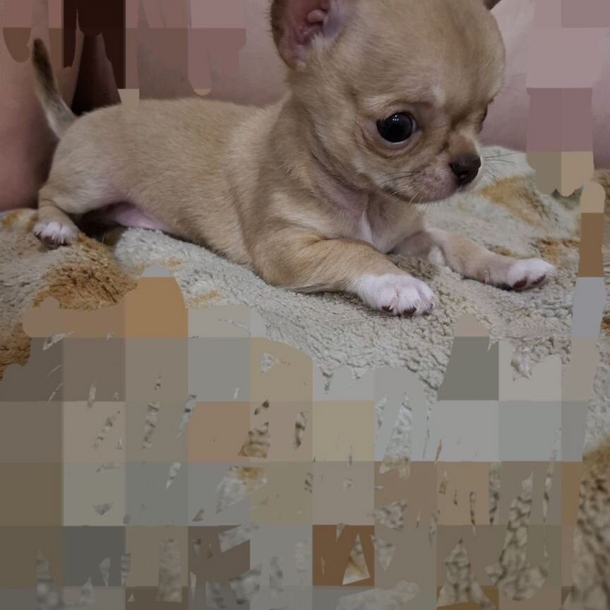 Чихуахуа мини мальчишка