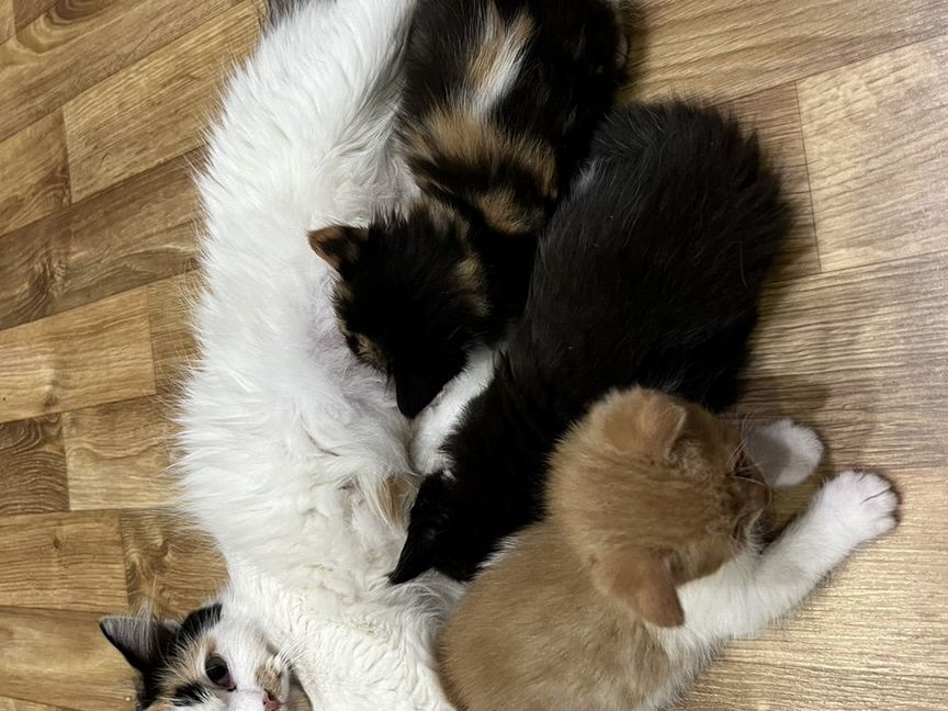 Котята в добрые руки