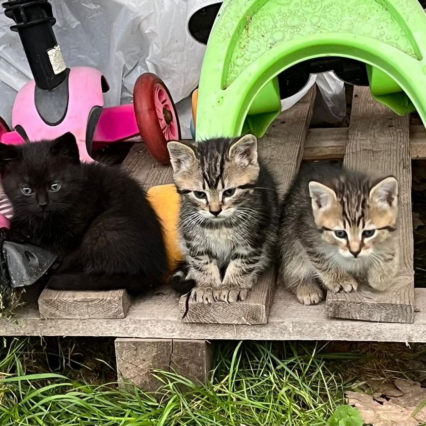 Котята в добрые руки