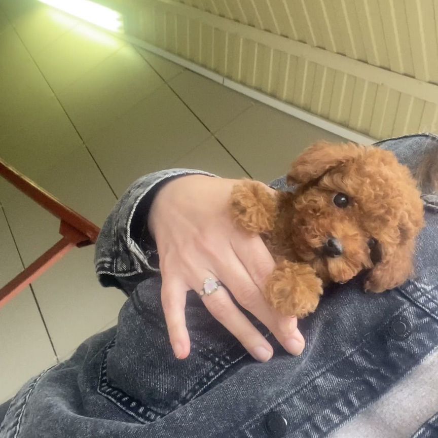 Той-пудель девочка резерв