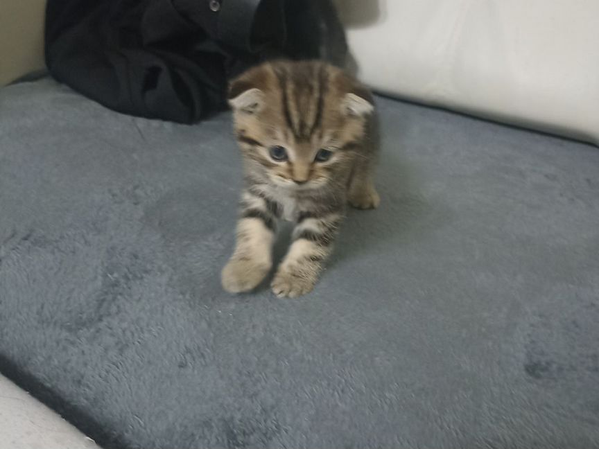 Шотландские вислоухие котята