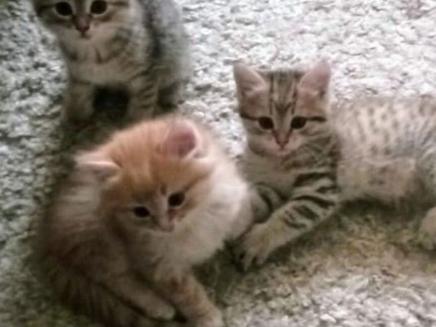 Котята в добрые руки мальчики