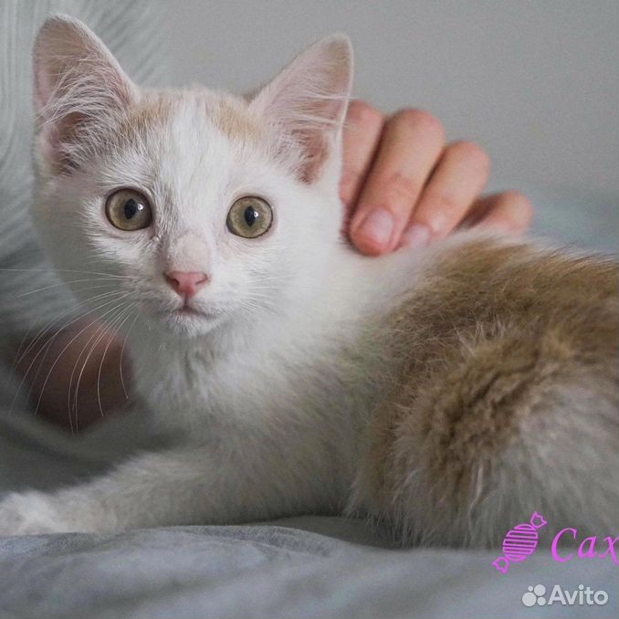 Котята, девочка и мальчик, ищут семьи