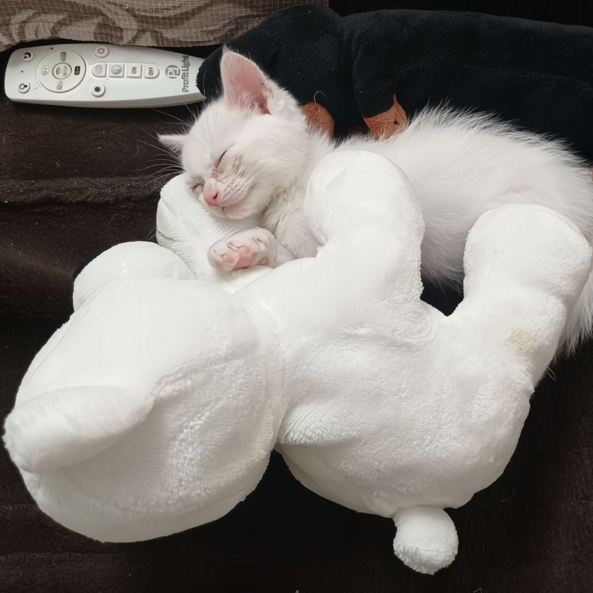 Отдам кота в добрые руки
