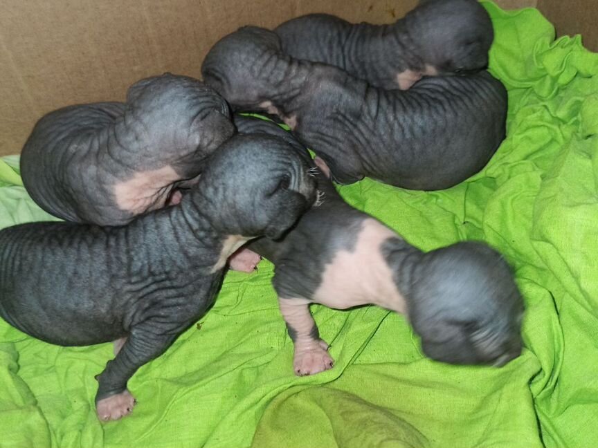 Лысые котята сфинкс