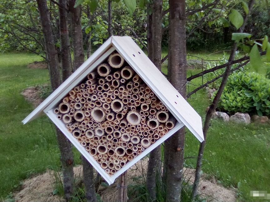 Домик для разведения божьих коровок