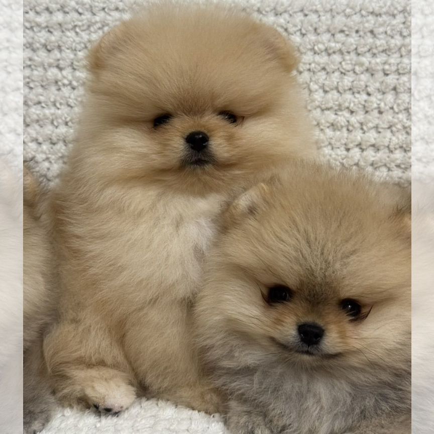 Померанский шпиц, щенок