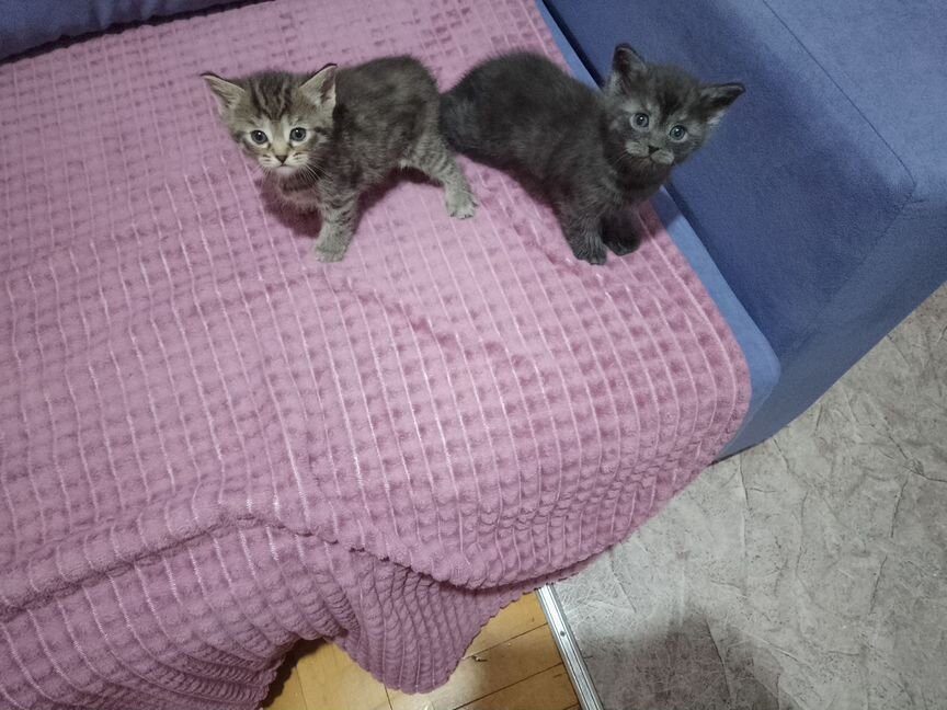 Котята