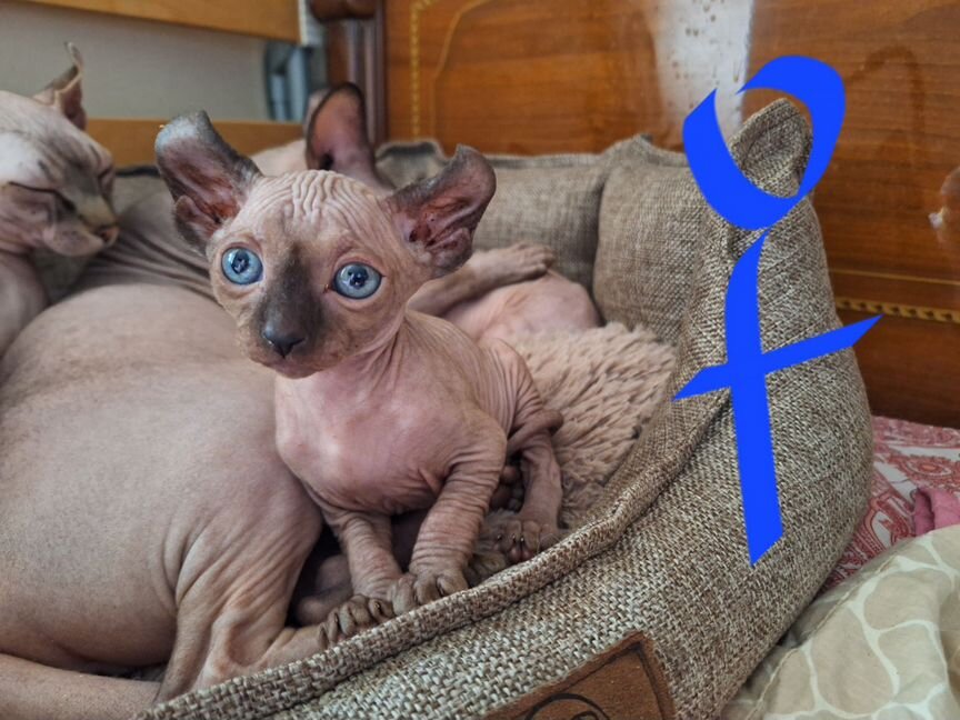 Канадский сфинкс эльф котенок