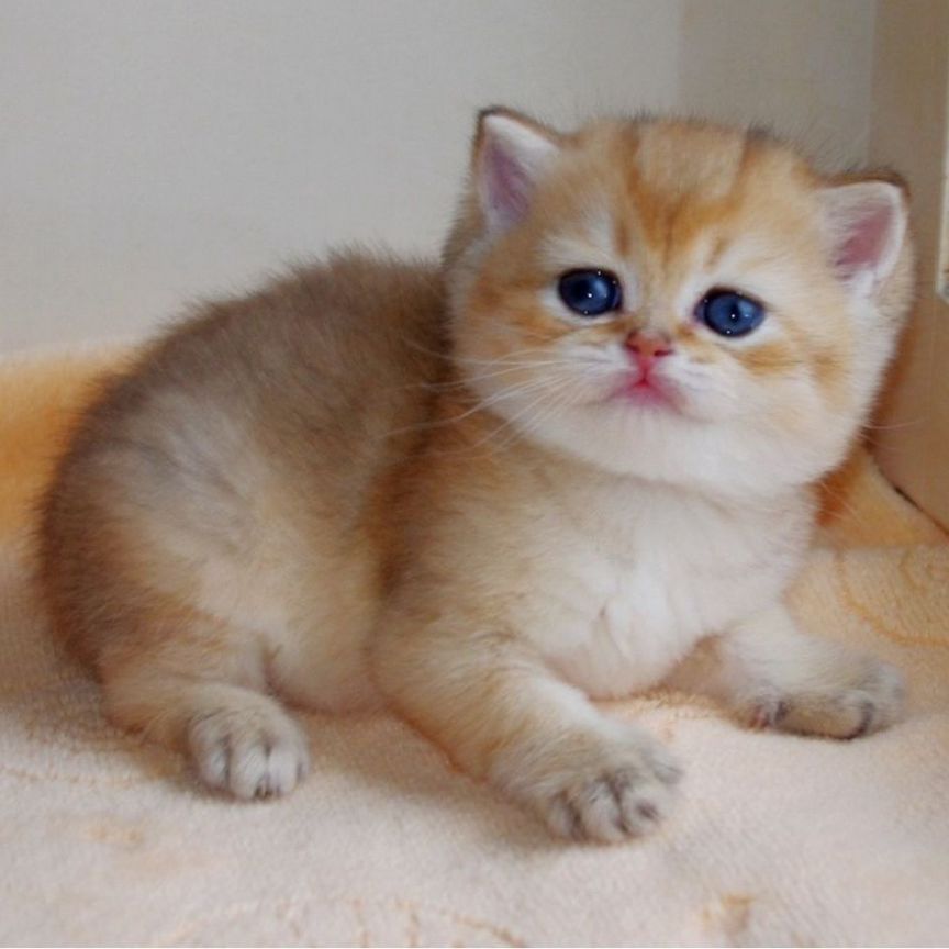 Шотландские красивые пупсики