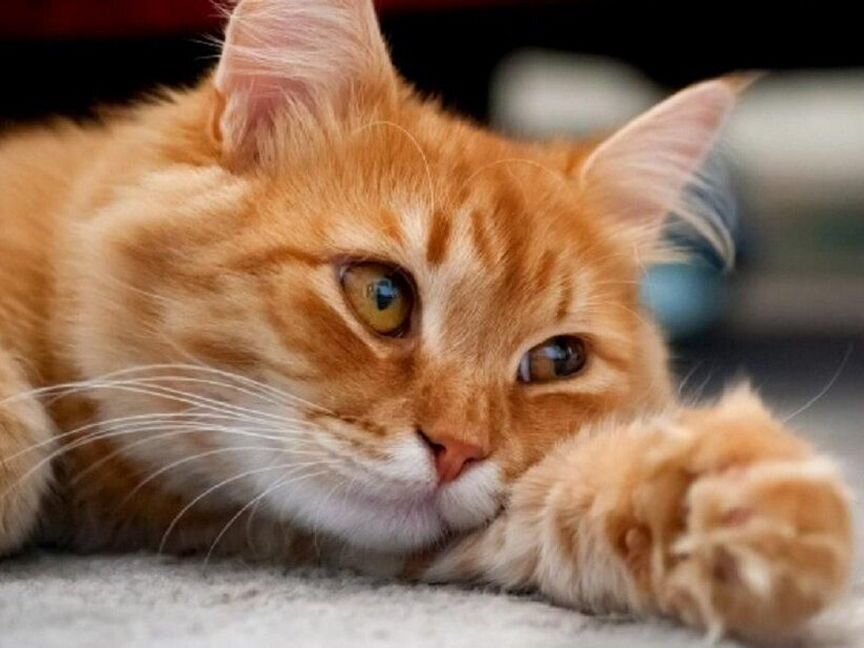 Кошки в добрые руки бесплатно