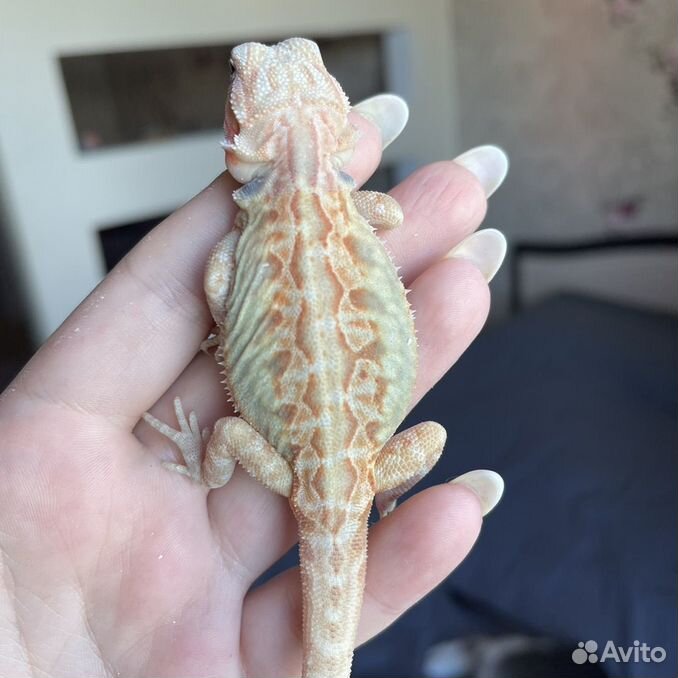 Агама самка