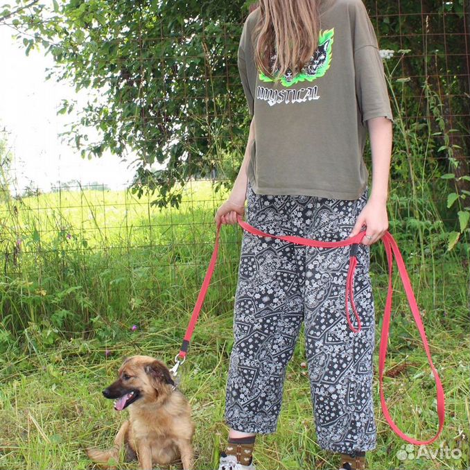 Отдам маленькую молодую собачку