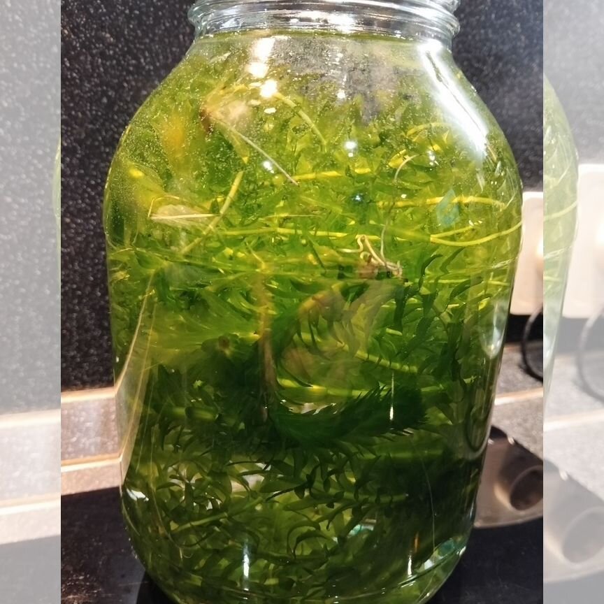 Аквариумные растения элодея