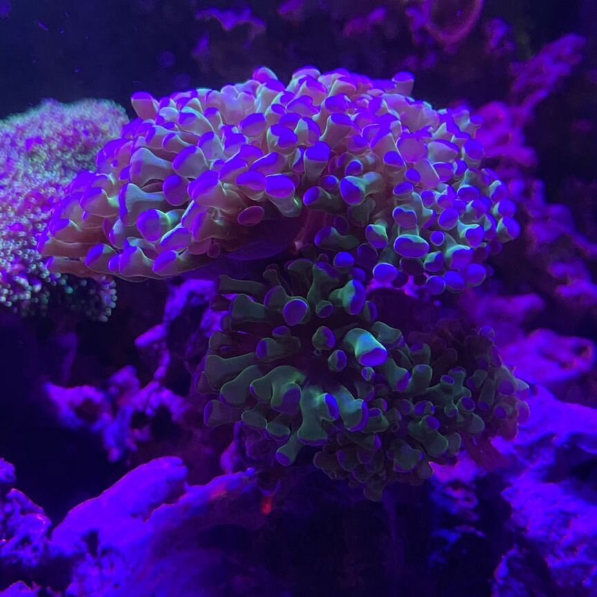 Эуфиллия морской коралл