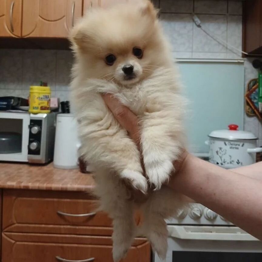 Померанский шпиц, щенок