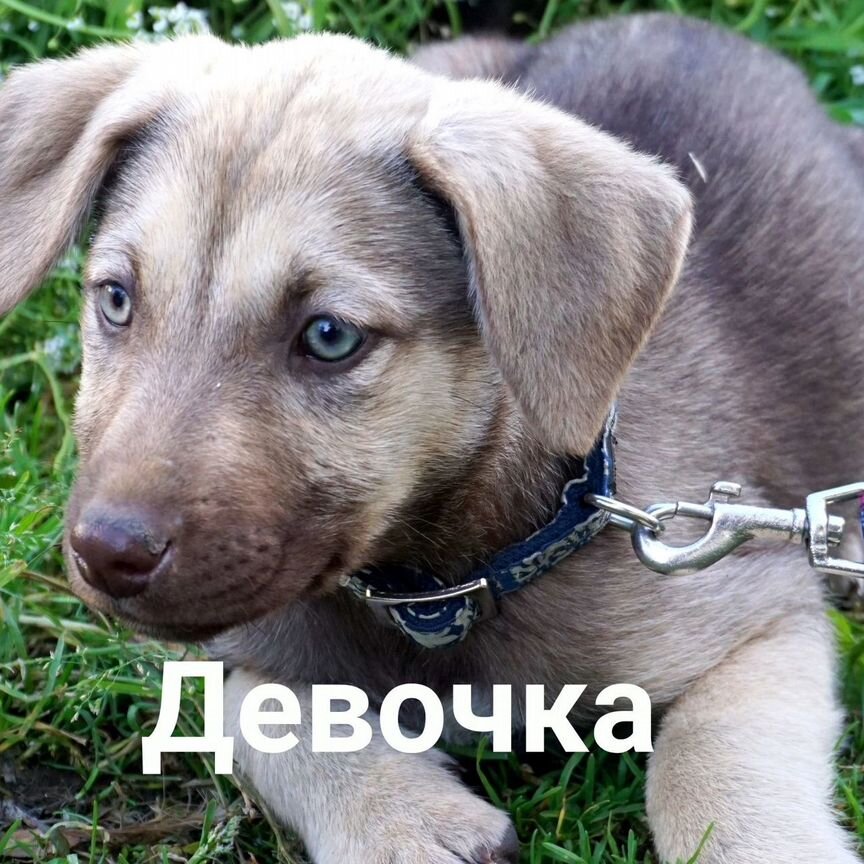 Щенок в Добрые руки бесплатно
