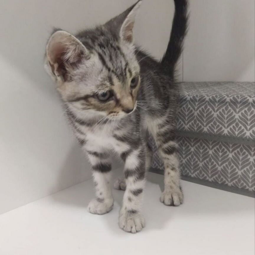 Котёнок