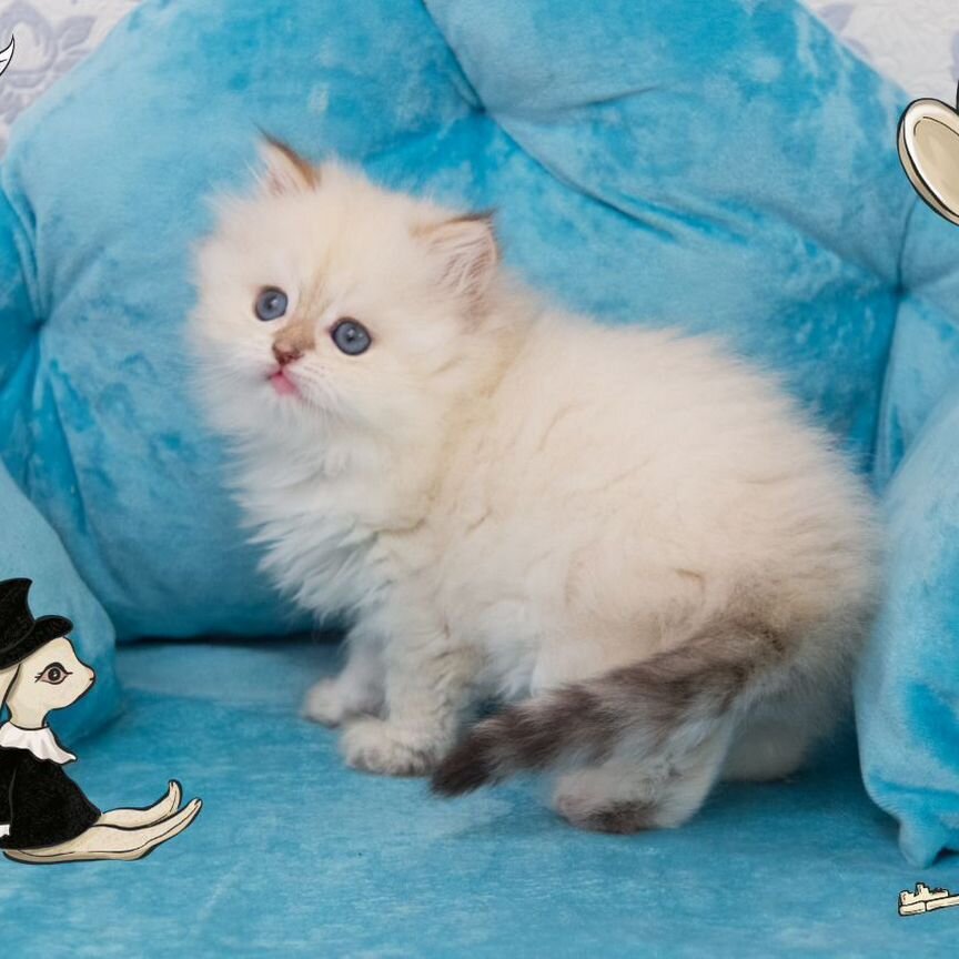 Сладкий британский малыш