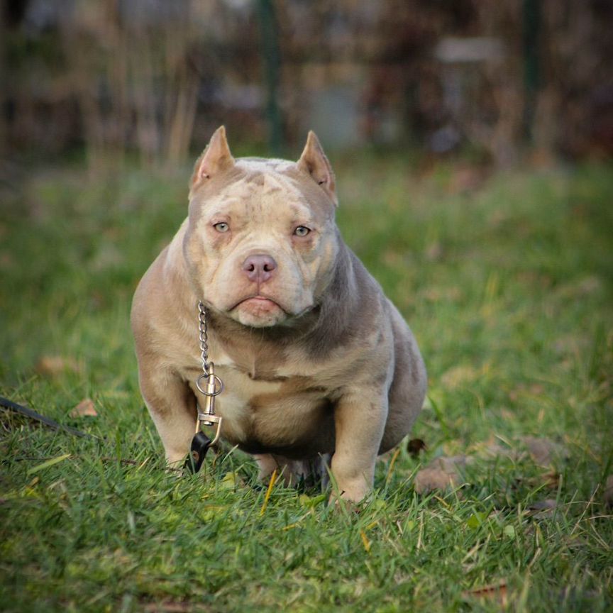 Девочка булли экзот