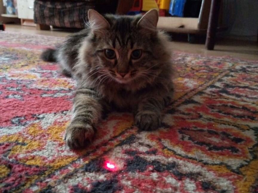 Кот