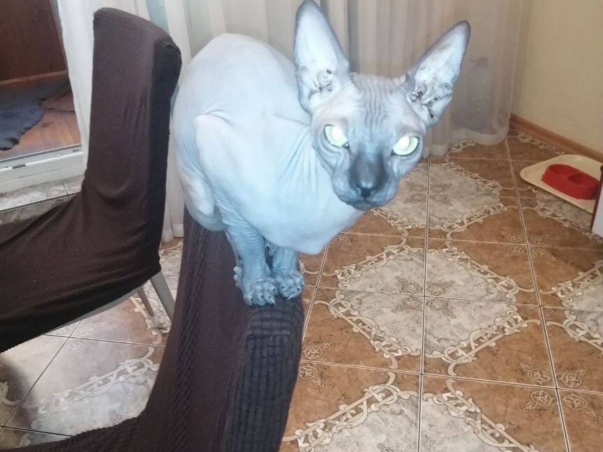 Канадский сфинкс кошка