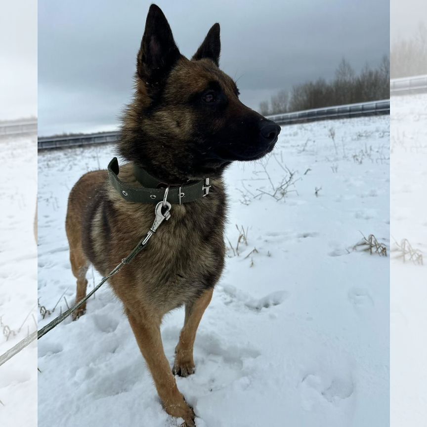 Собака малинуа