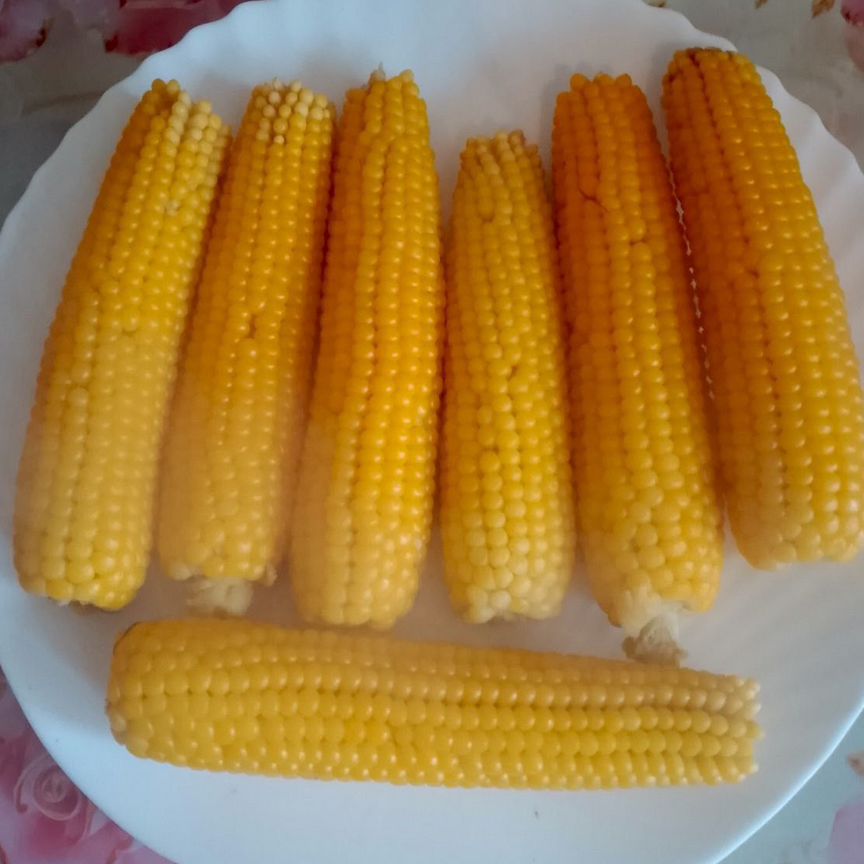 Продам кукурузу