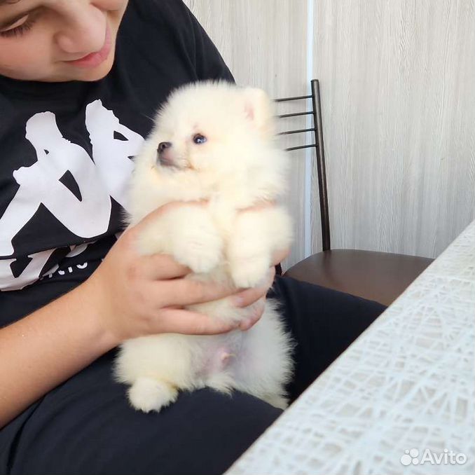 Немецкий шпиц mini мальчик