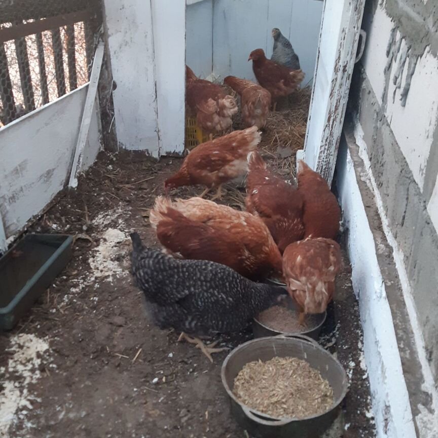 Продам кур несушек