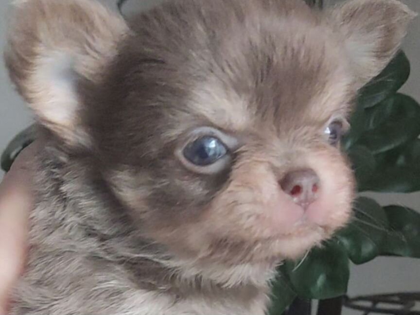 Чиходевочка Эльза