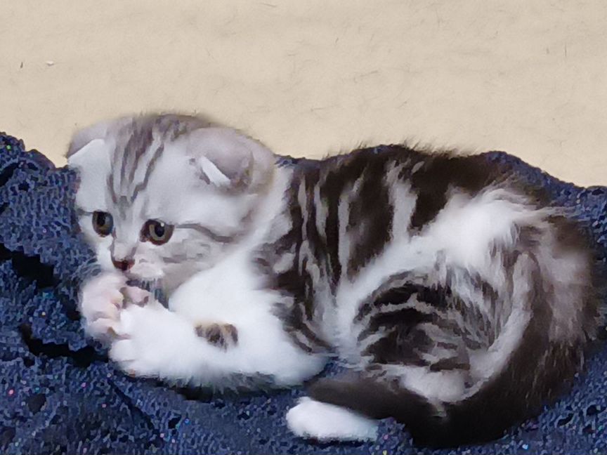 Шотландские котята