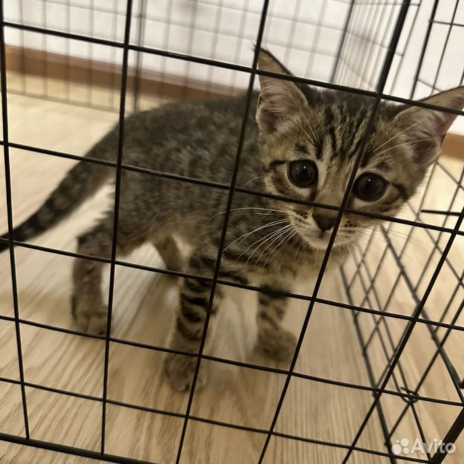Котята бенгальские смешанные
