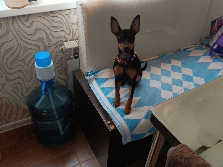 Цвергпинчер