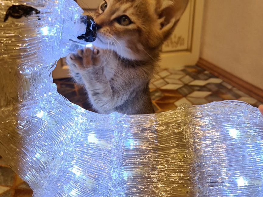 Котята чаузи ф1