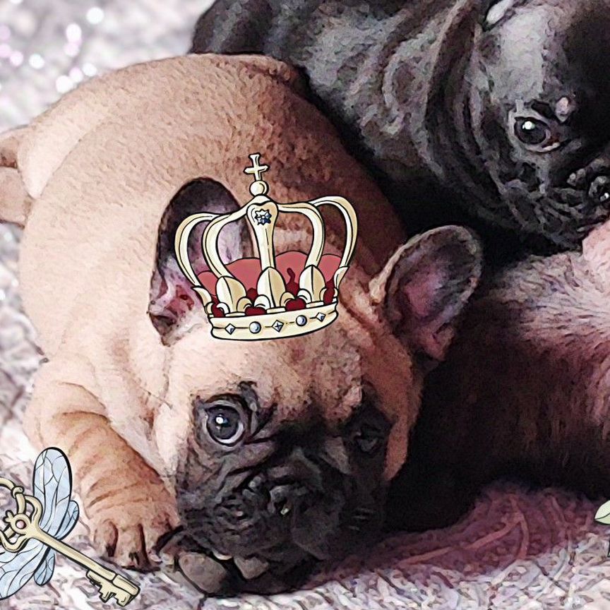 Французский бульдог щенки