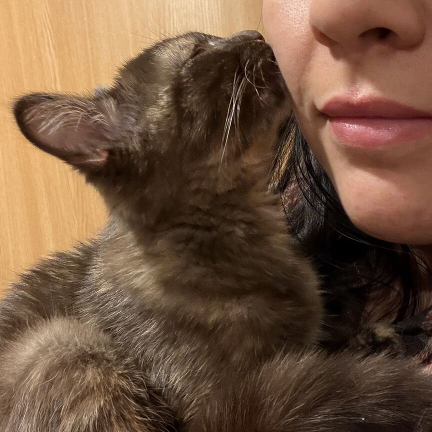 Шотландский прямоухий короткошёрстный котёнок