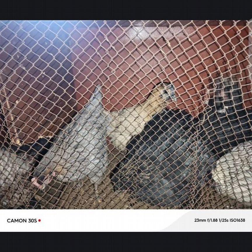 Продам курей