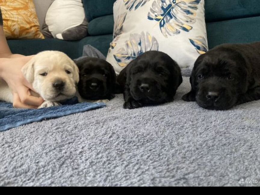 Щенки лабрадора черные