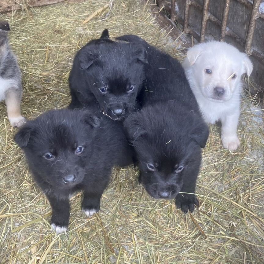 Лабрадор-ретривер, щенок