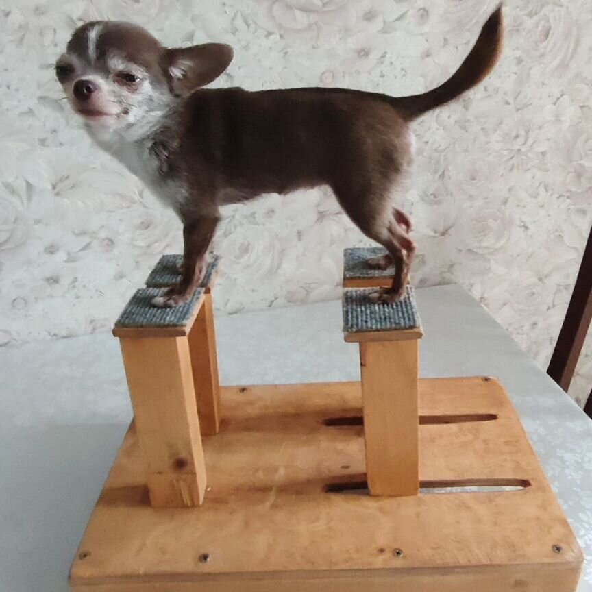 Тренажёр для отработки стойки собак