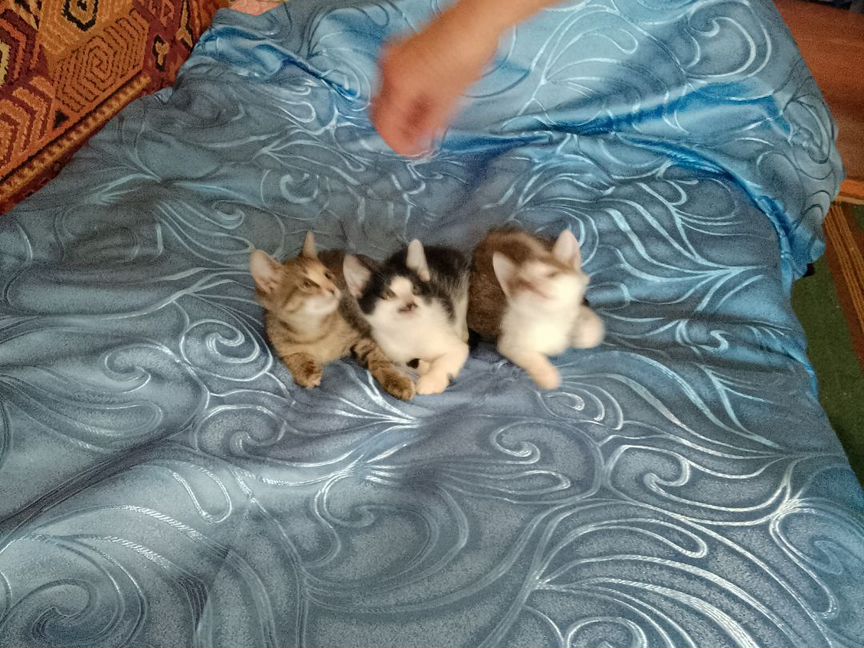 Котята в добрые руки, 2 месяца, знают туалет