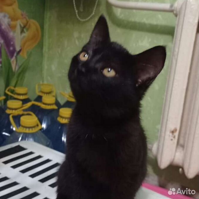 Подкидыши ищут дом