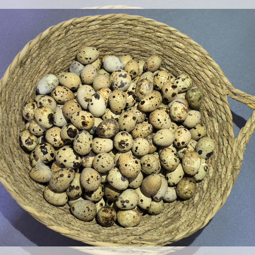 Яйца перепелиные инкубационное