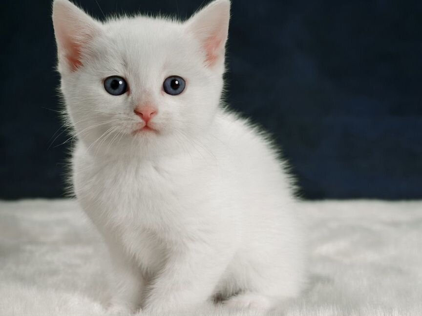 Отдам котёнка в добрые руки