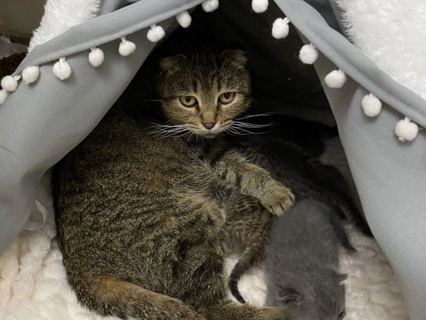 Шотландская вислоухая кошка в добрые руки